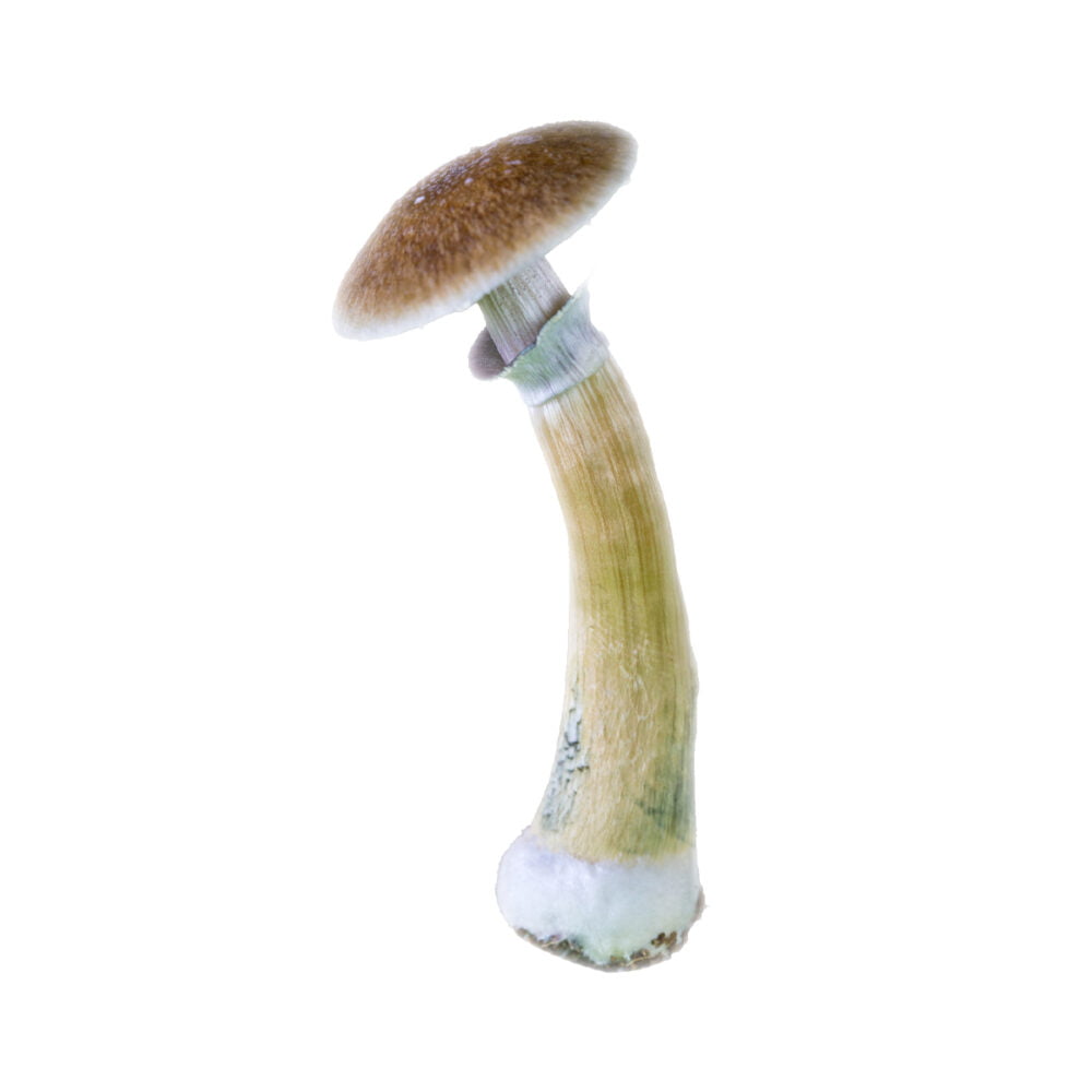 Home - SporesMD - Legal Psychedelic Products