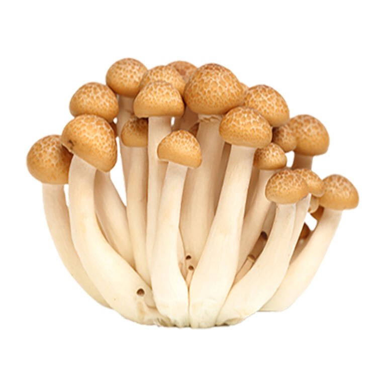 Home - SporesMD - Legal Psychedelic Products